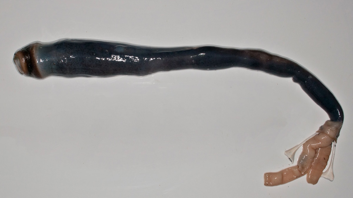 Watch: Bizarre Deep-Sea 'Worm' As Long As an Arm Revealed | National ...