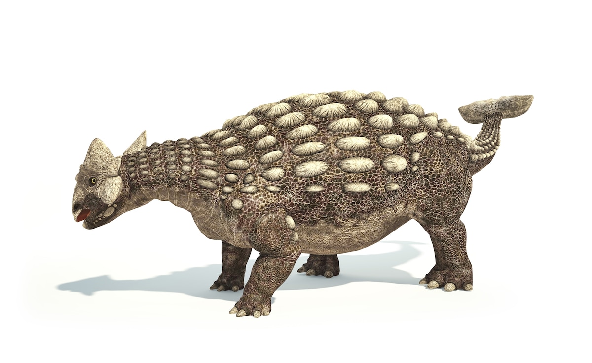 Ankylosaurus magniventris, facts and photos