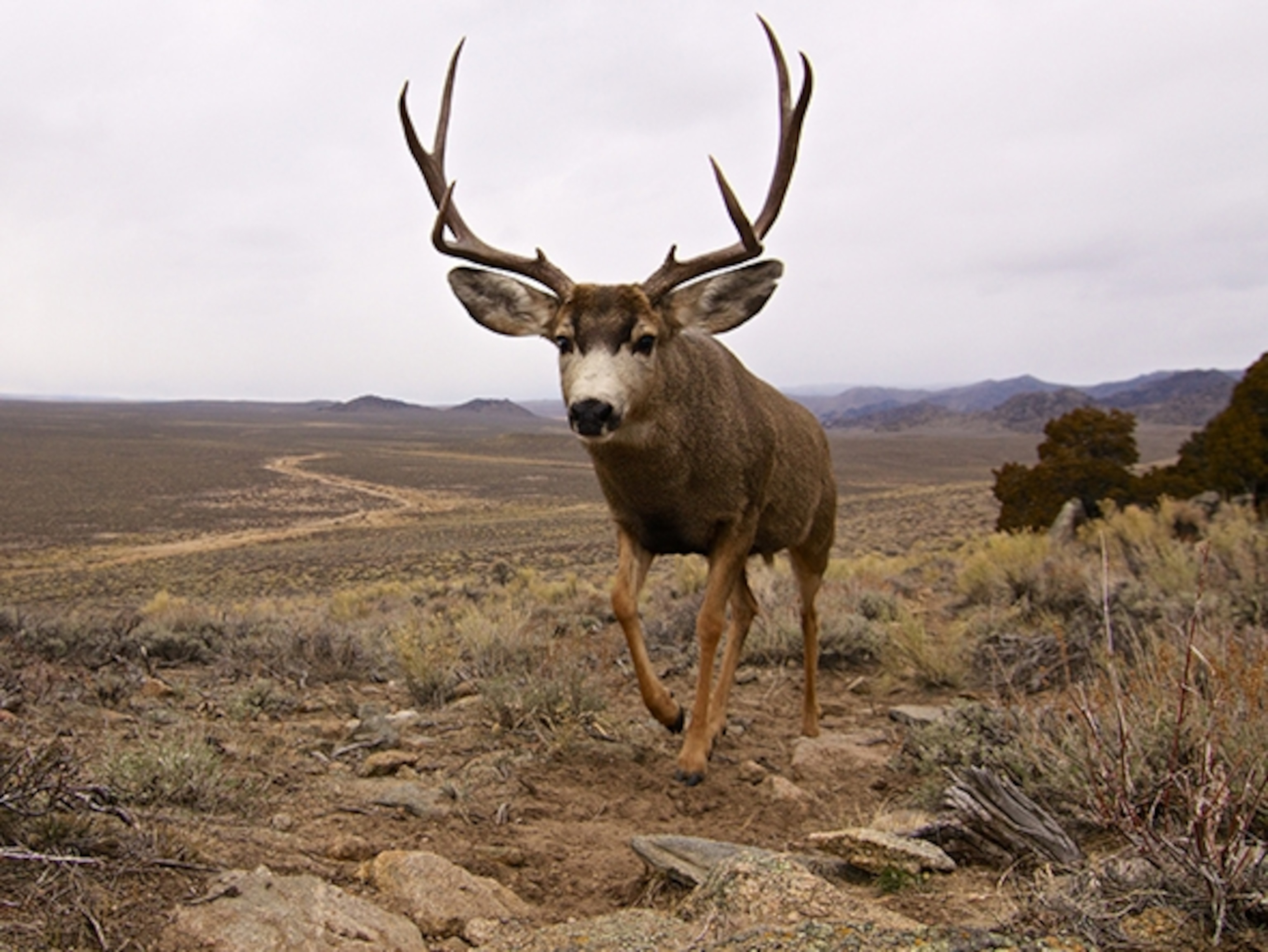 Freedom to Move: Living Among the Greater Yellowstone Migrations