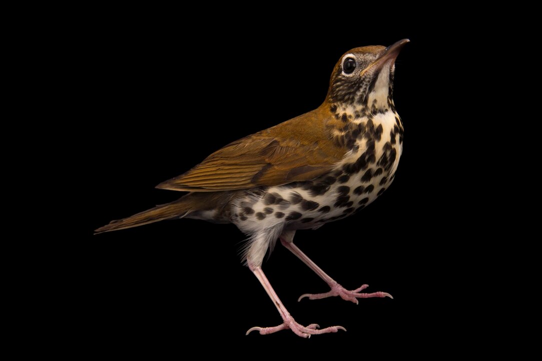 Wood Thrush Flying