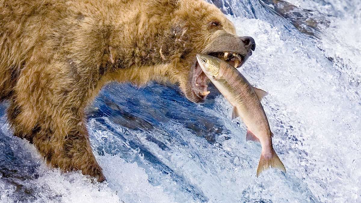 Wild Pictures From Your Shot's Embrace the Untamed | National Geographic