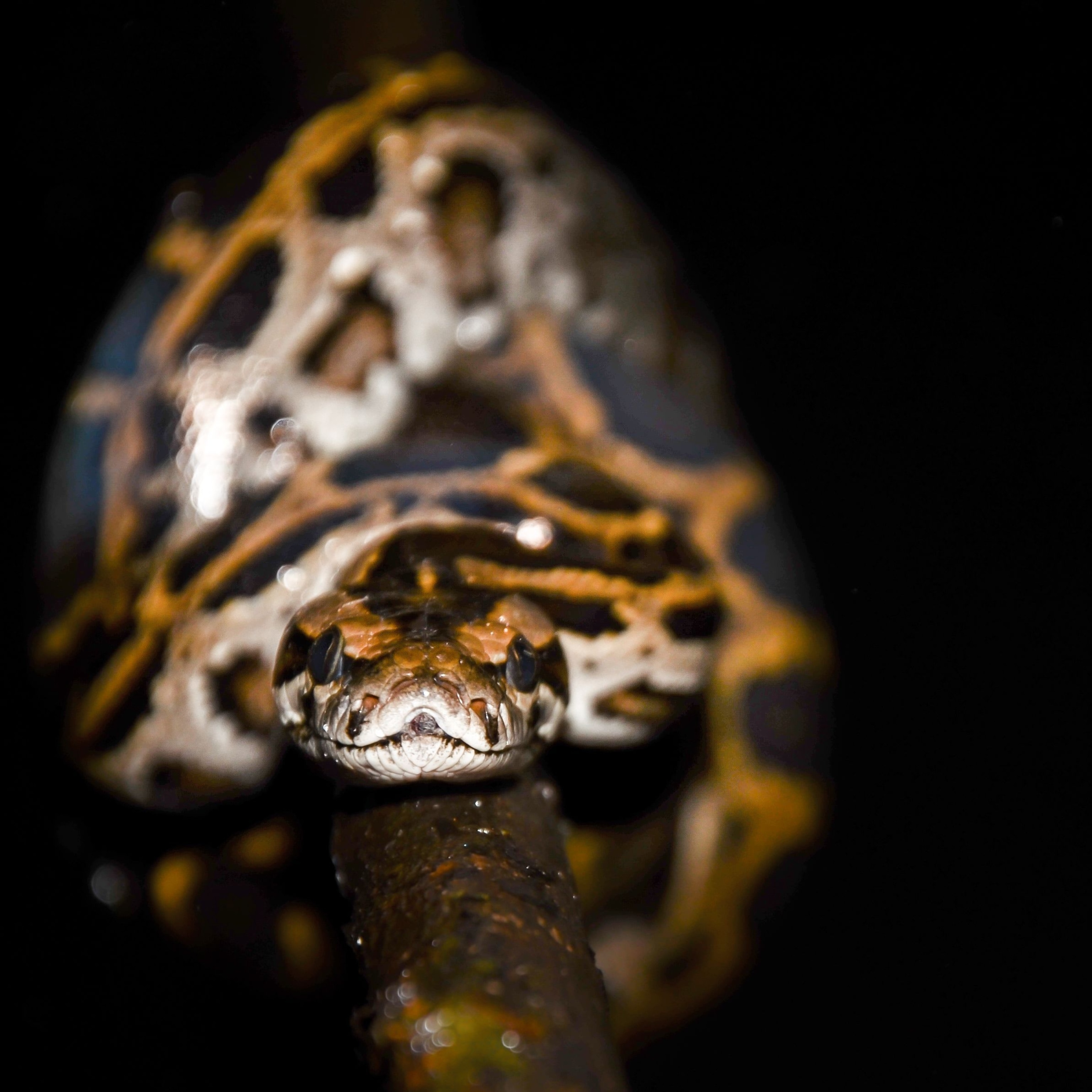 Indian Python Wallpapers