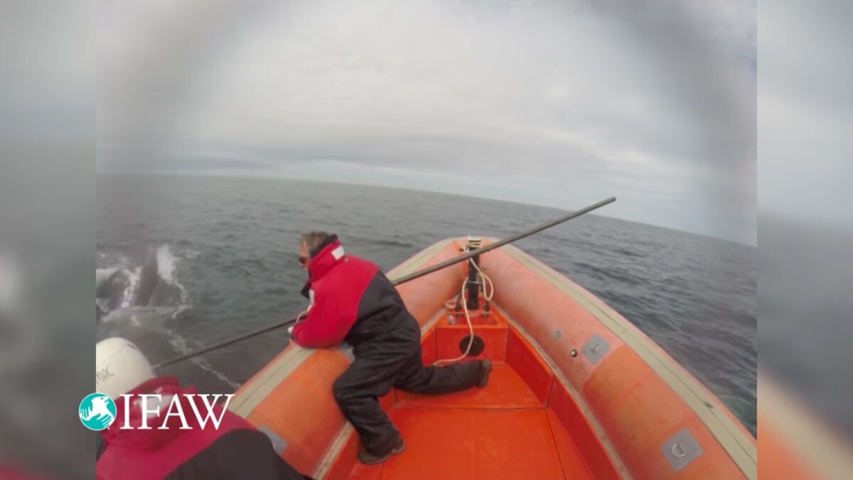 Fisherman Dies Moments After Saving Entangled Whale | National Geographic