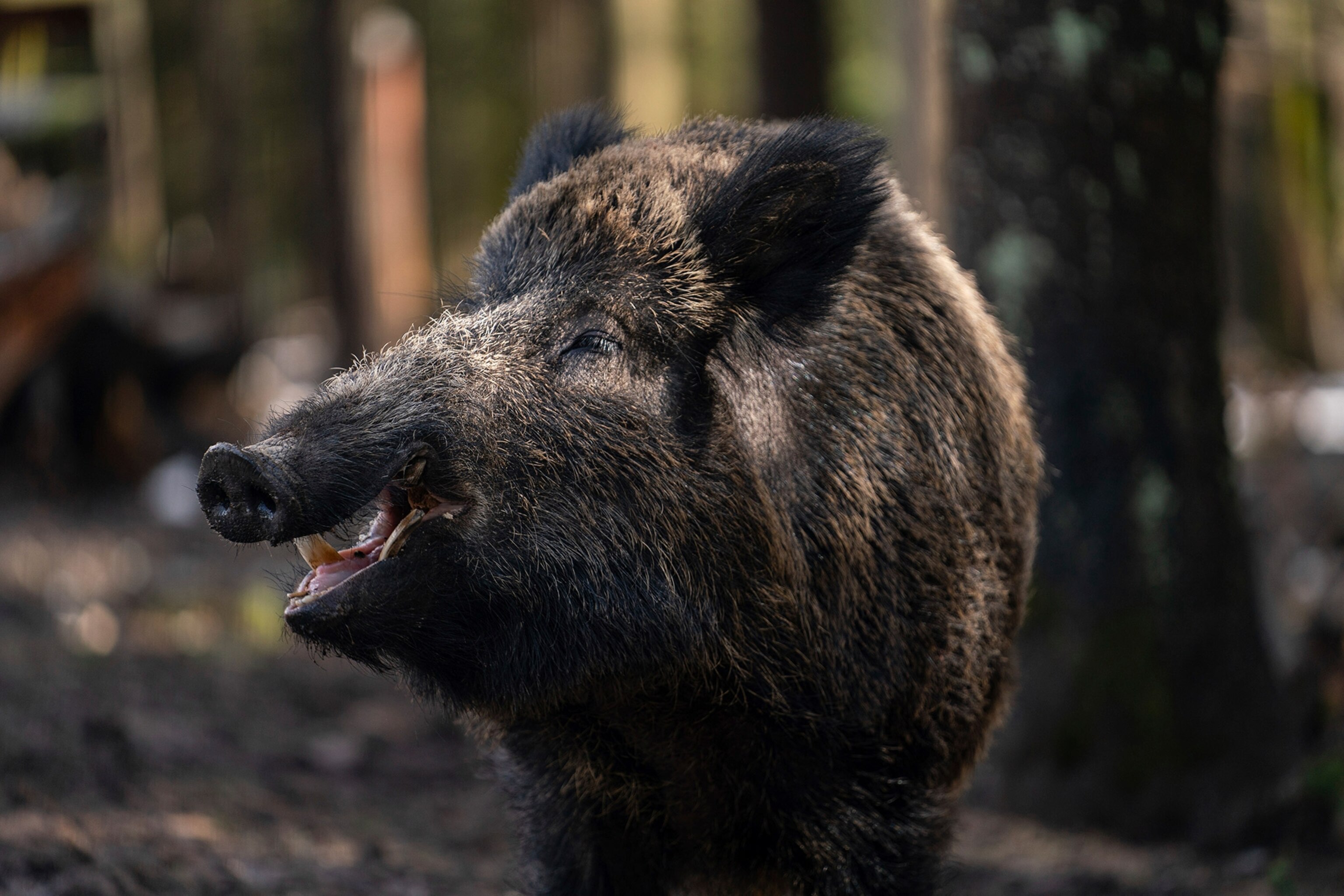 ‘Nature does not forget’: These 4 animals are radioactive