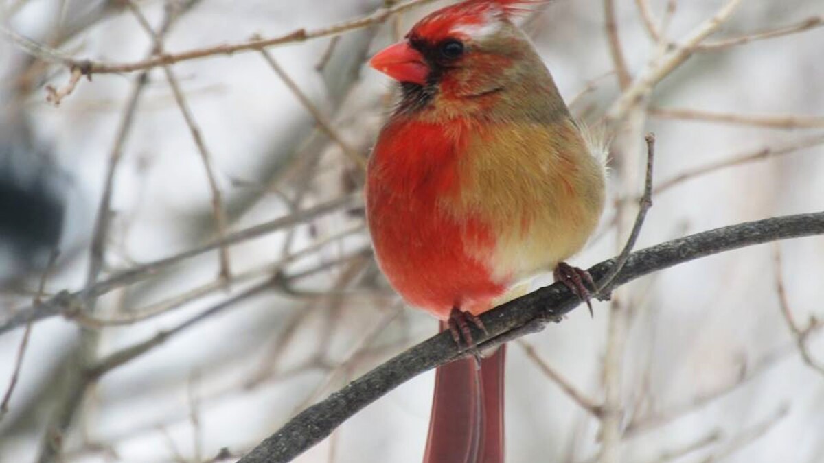 What makes this cardinal so fascinating? | National Geographic