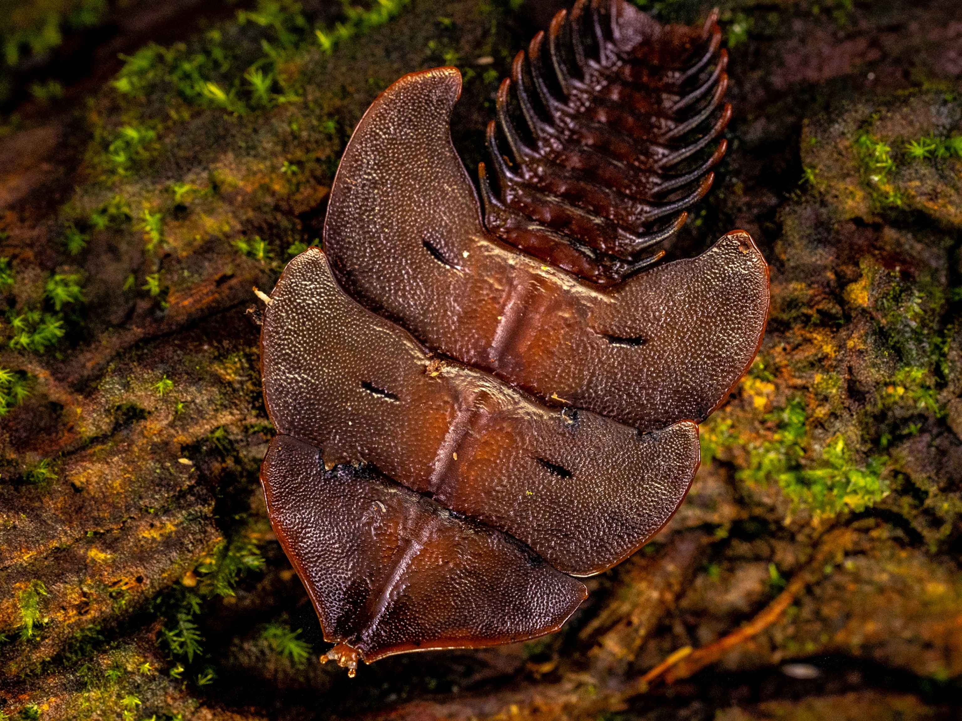 Climbing into the secret world of an ancient Bornean rainforest