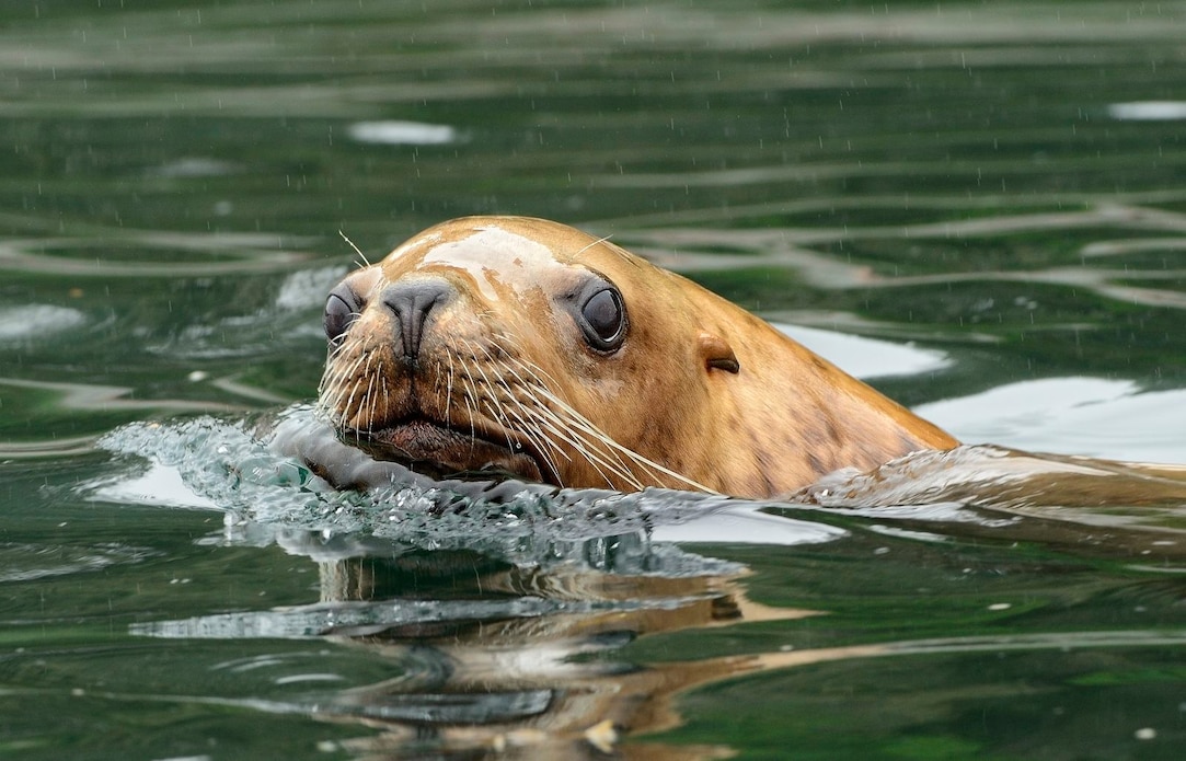 Steller Sea Lion