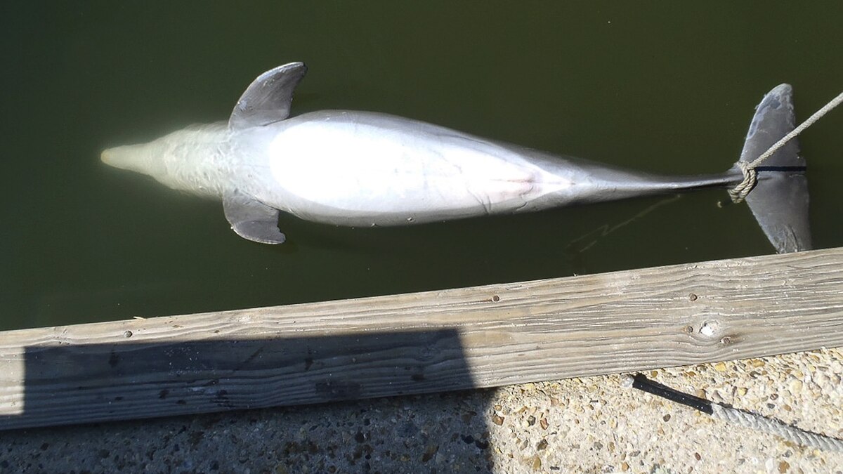 What's Behind Spike in Gulf Coast Dolphin Attacks? | National Geographic