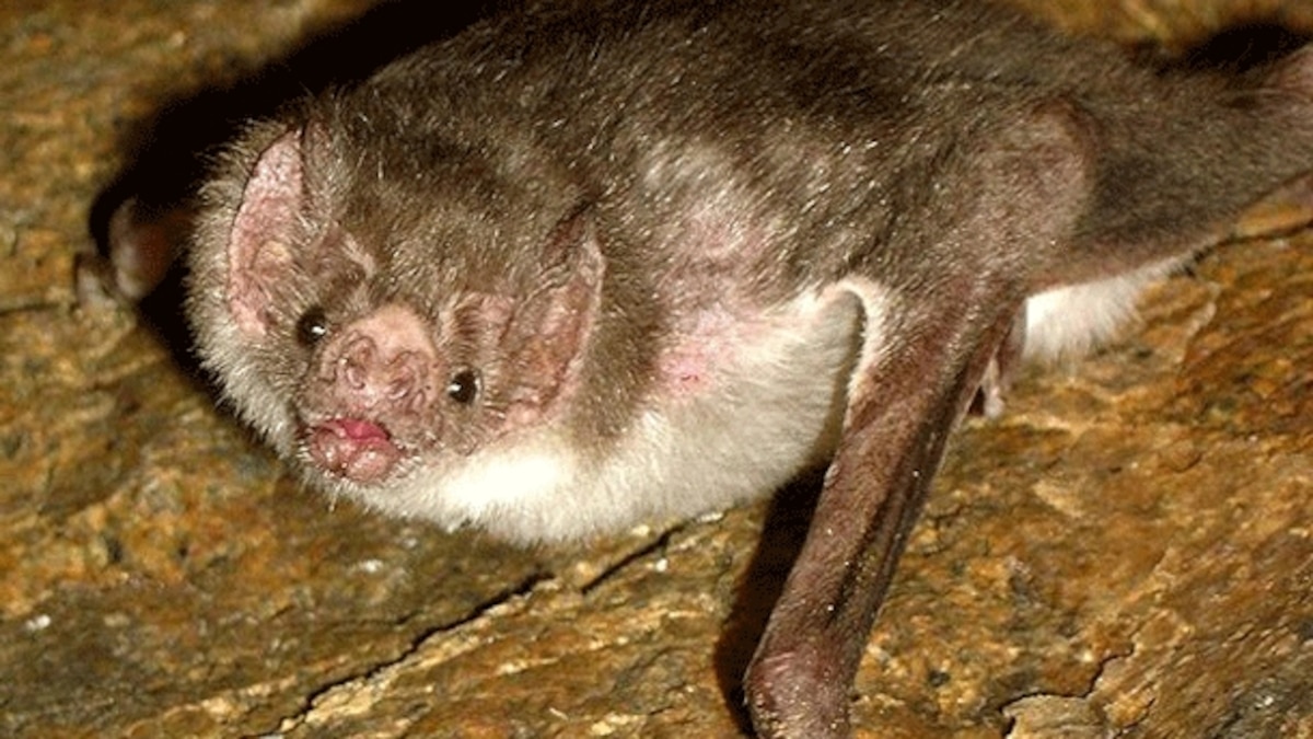 How vampire bats tuned their thermometers to evolve a heat-seeking face ...
