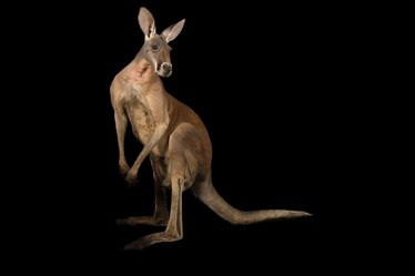 Red Kangaroo | National Geographic