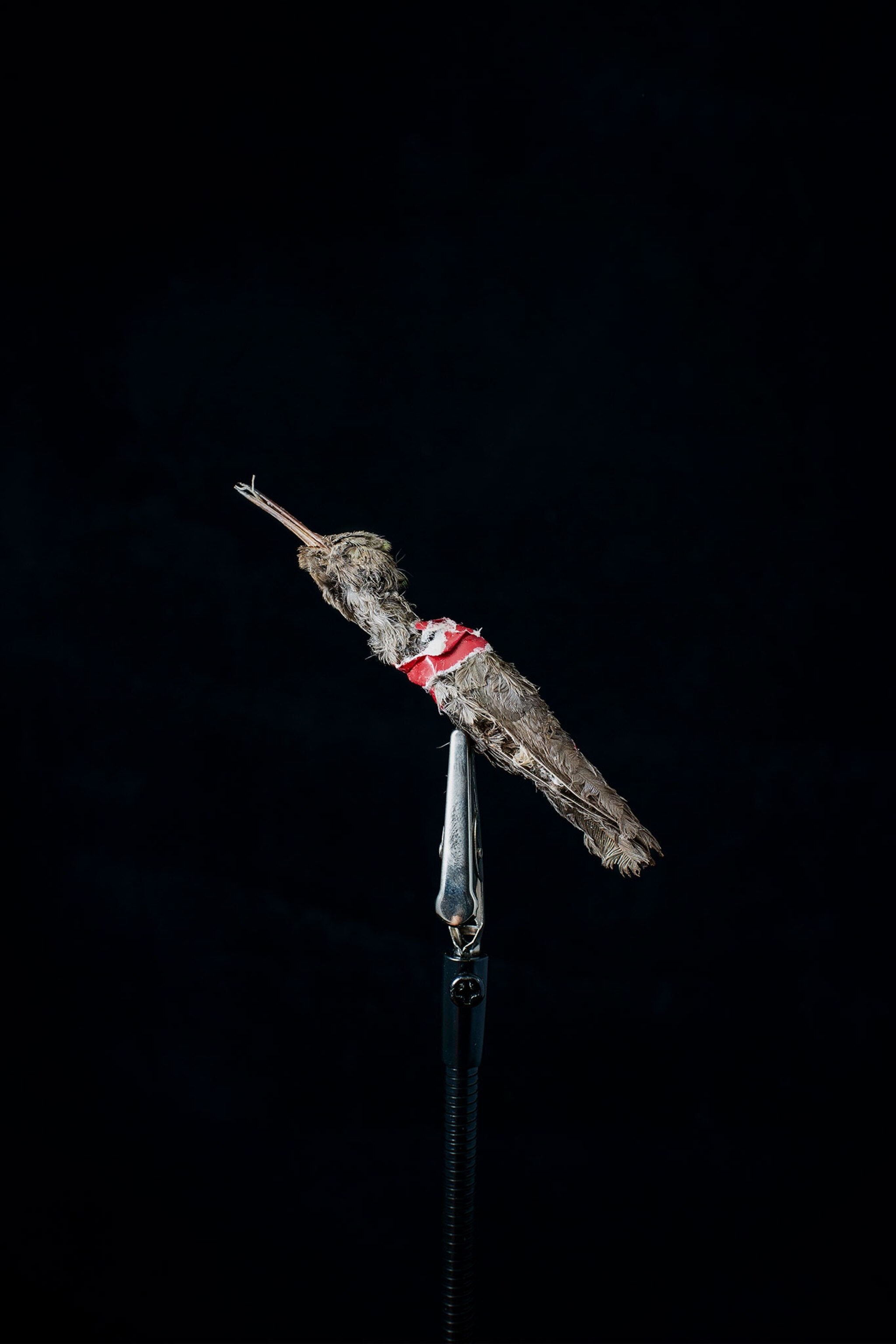 Inside the Strange World of Dried Hummingbird Love Charm Trafficking