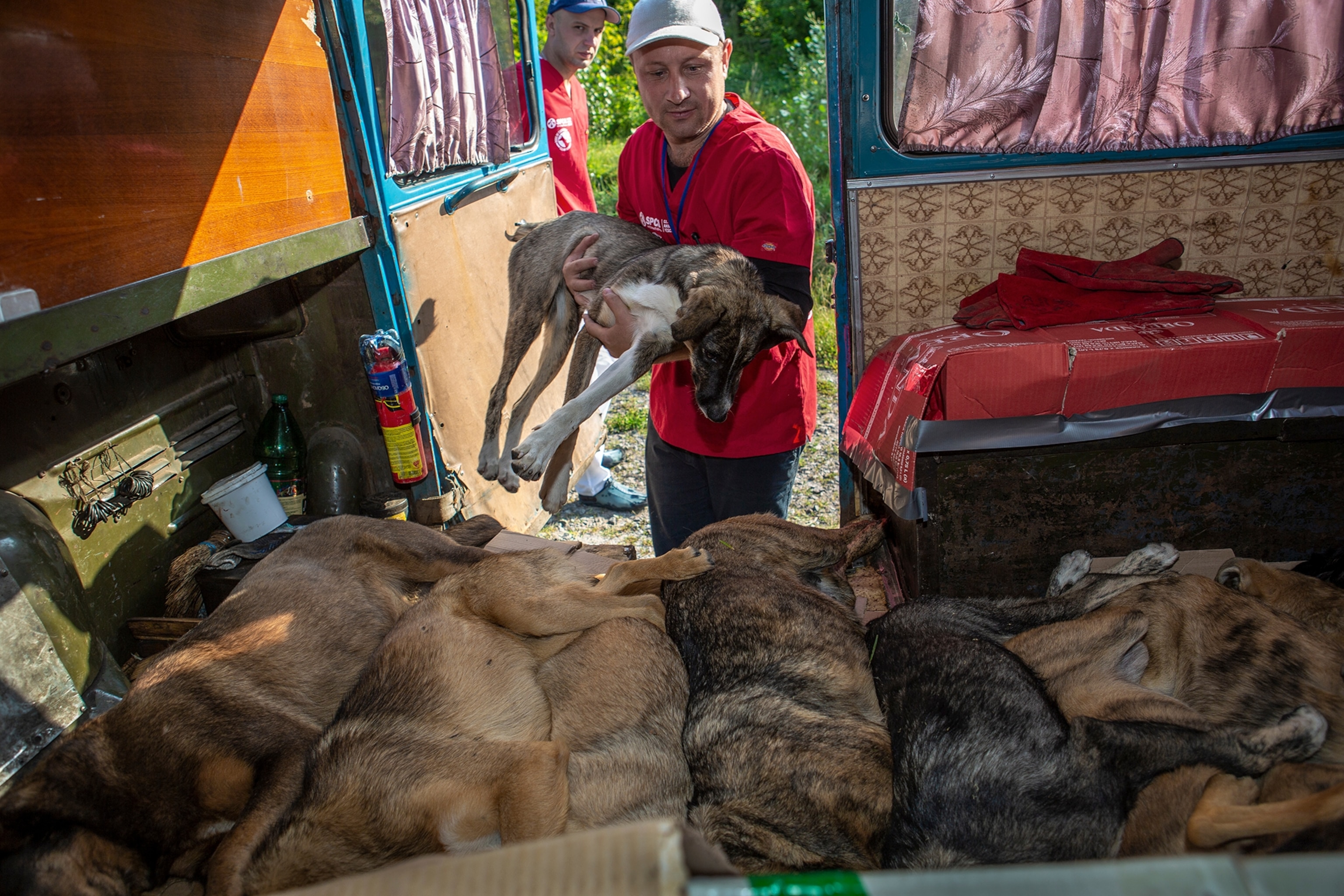 Radioactive dogs? What we can learn from Chernobyl's strays