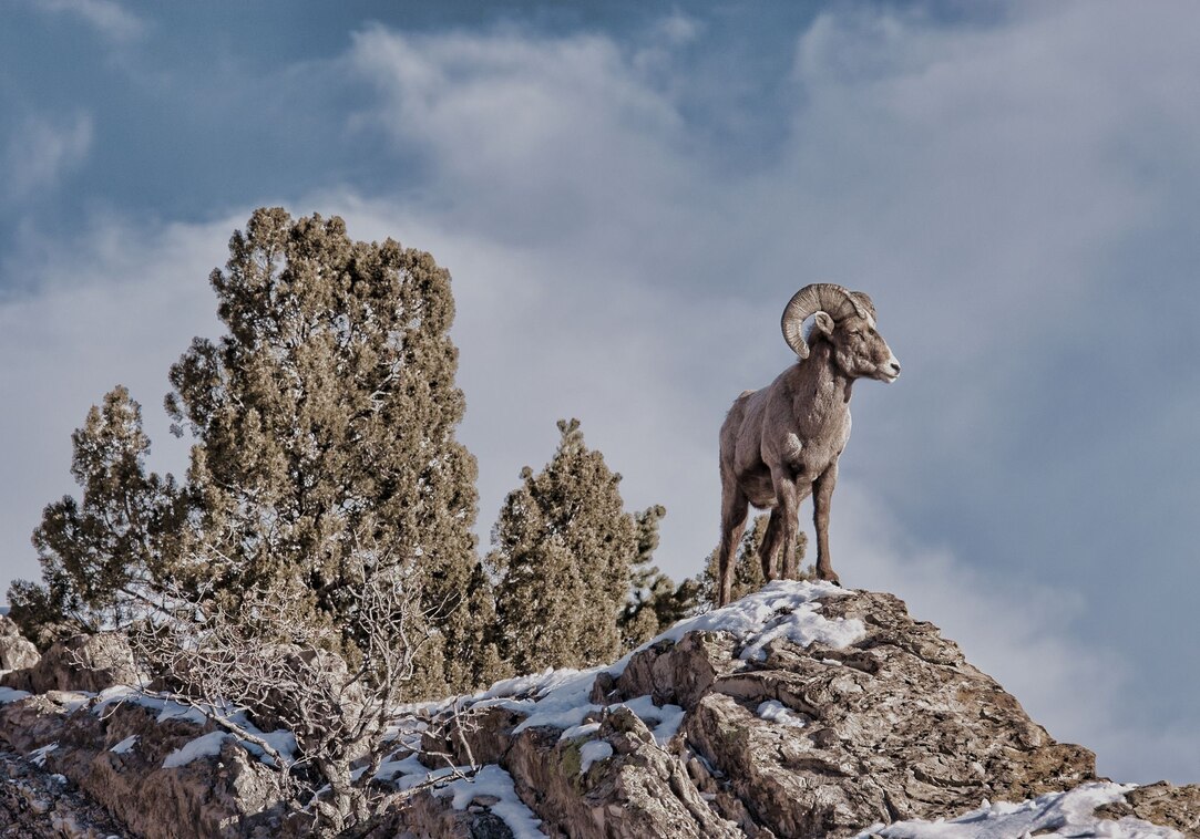 National Geographic Sheep