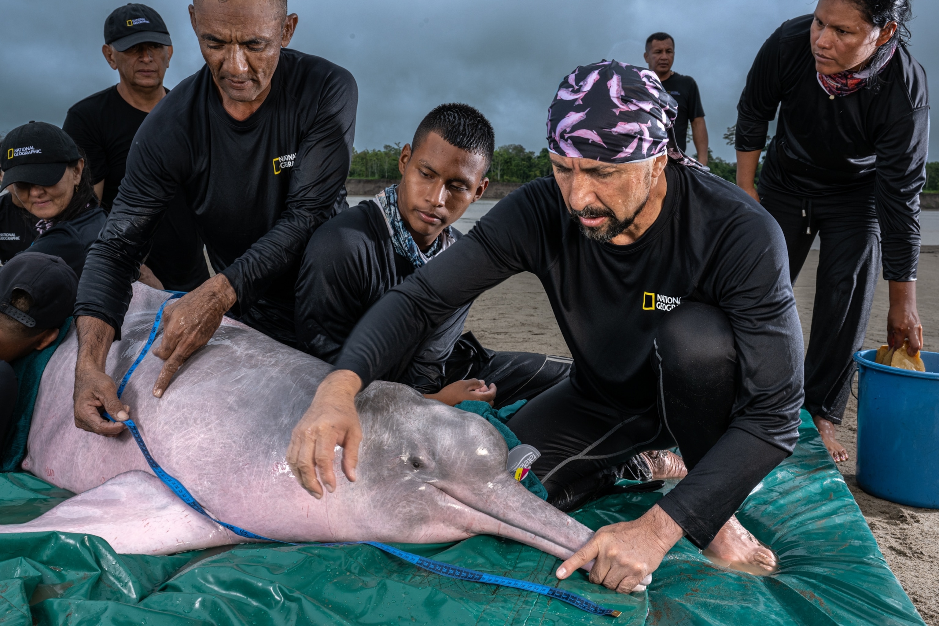 This conservationist has a mission: Save the Amazon's dolphins