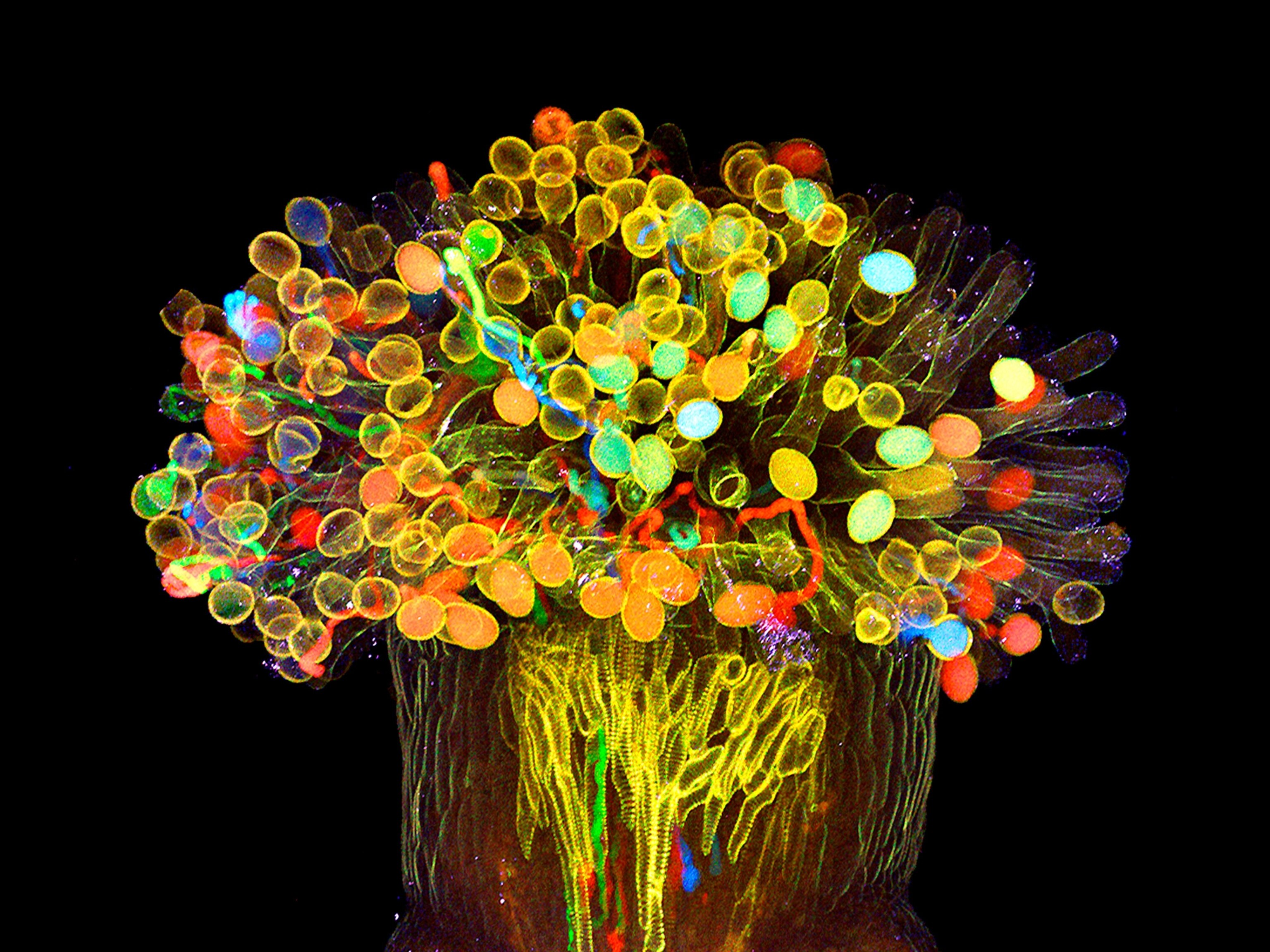 How to Make See-Through Flora—for Science