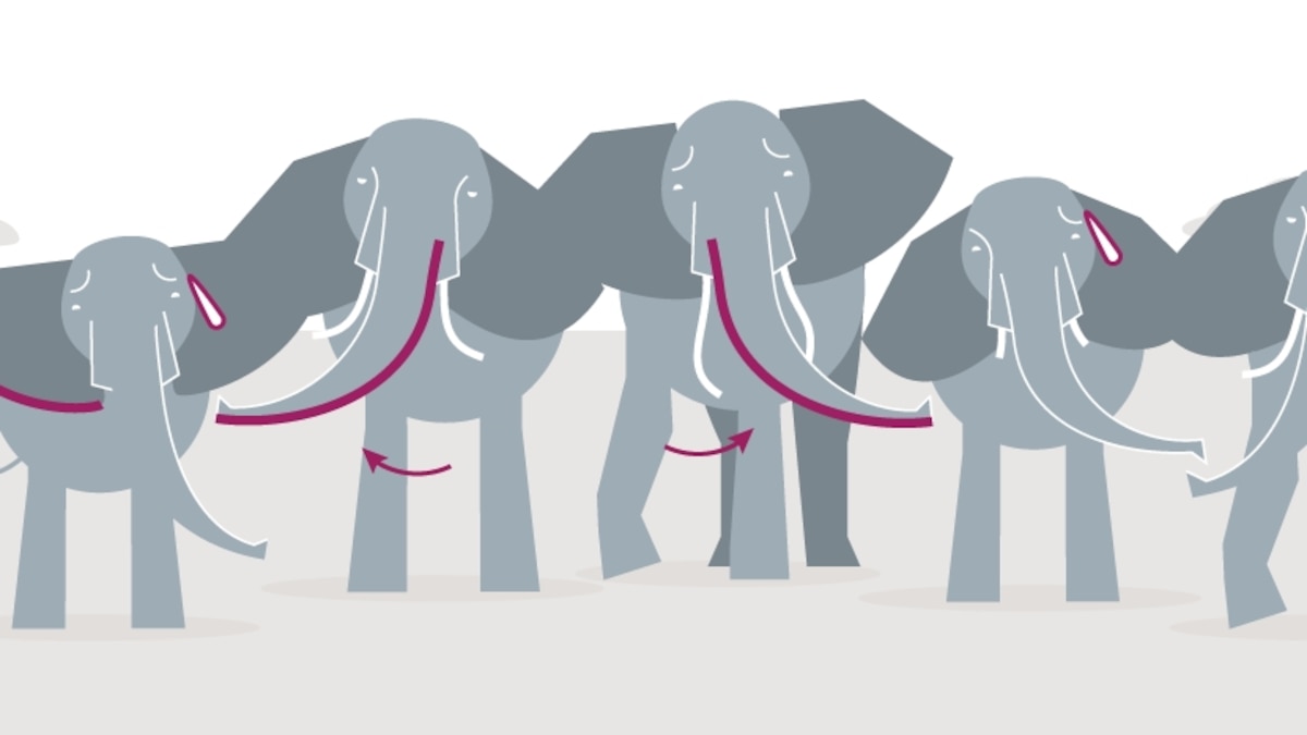 What Elephant Calls Mean: A User’s Guide | National Geographic