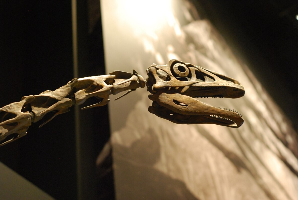 Paleo Profile: Nothronychus graffami