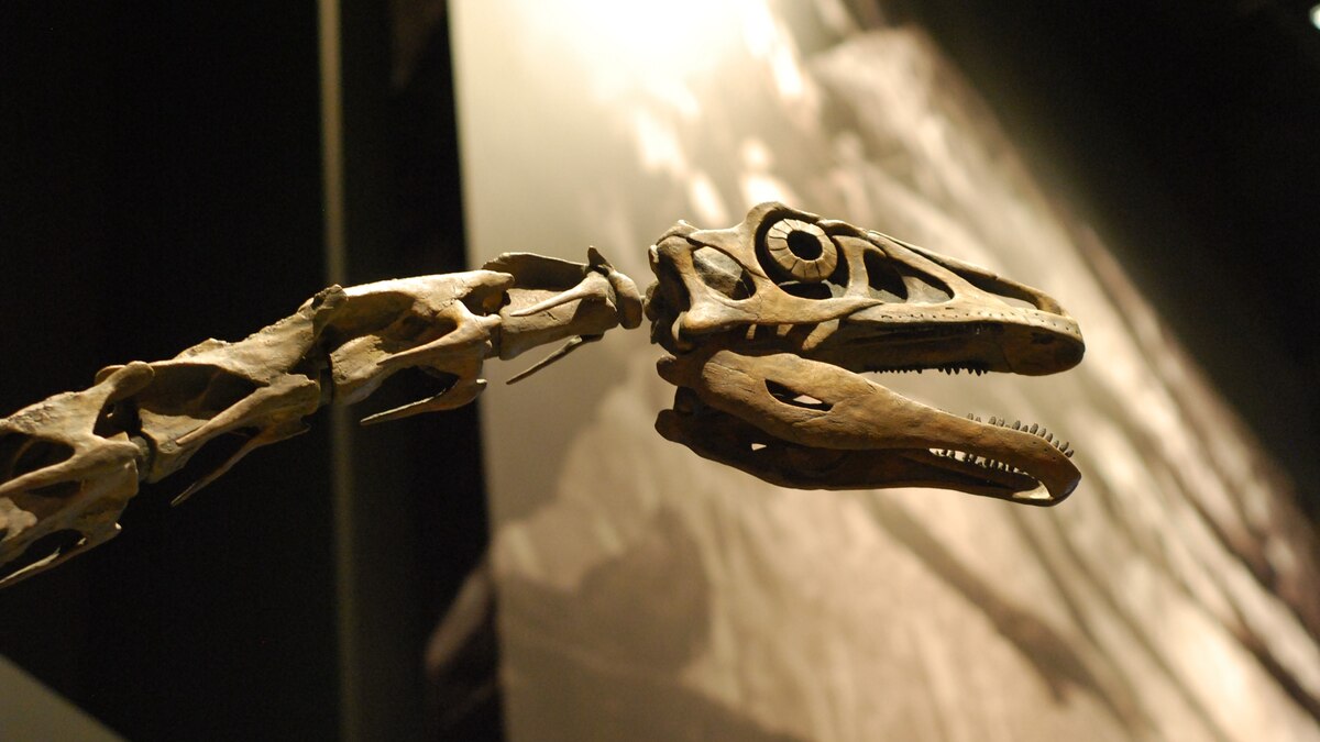 Paleo Profile: Nothronychus graffami | National Geographic