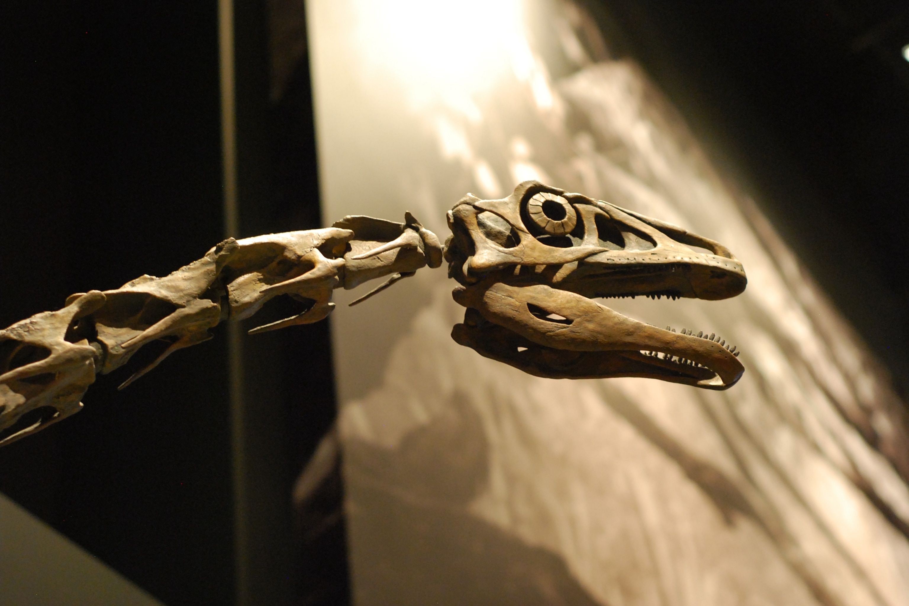 Paleo Profile: Nothronychus graffami