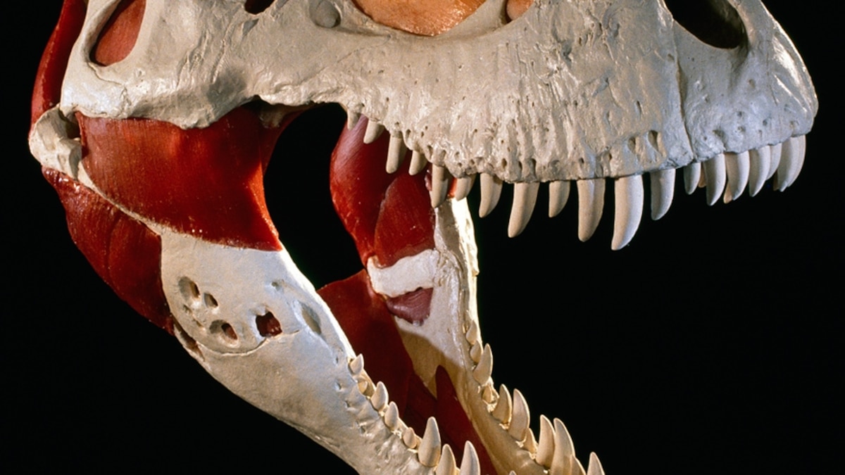 T. Rex Bite Strongest Ever on Land—Ten Times Greater Than Gator's ...