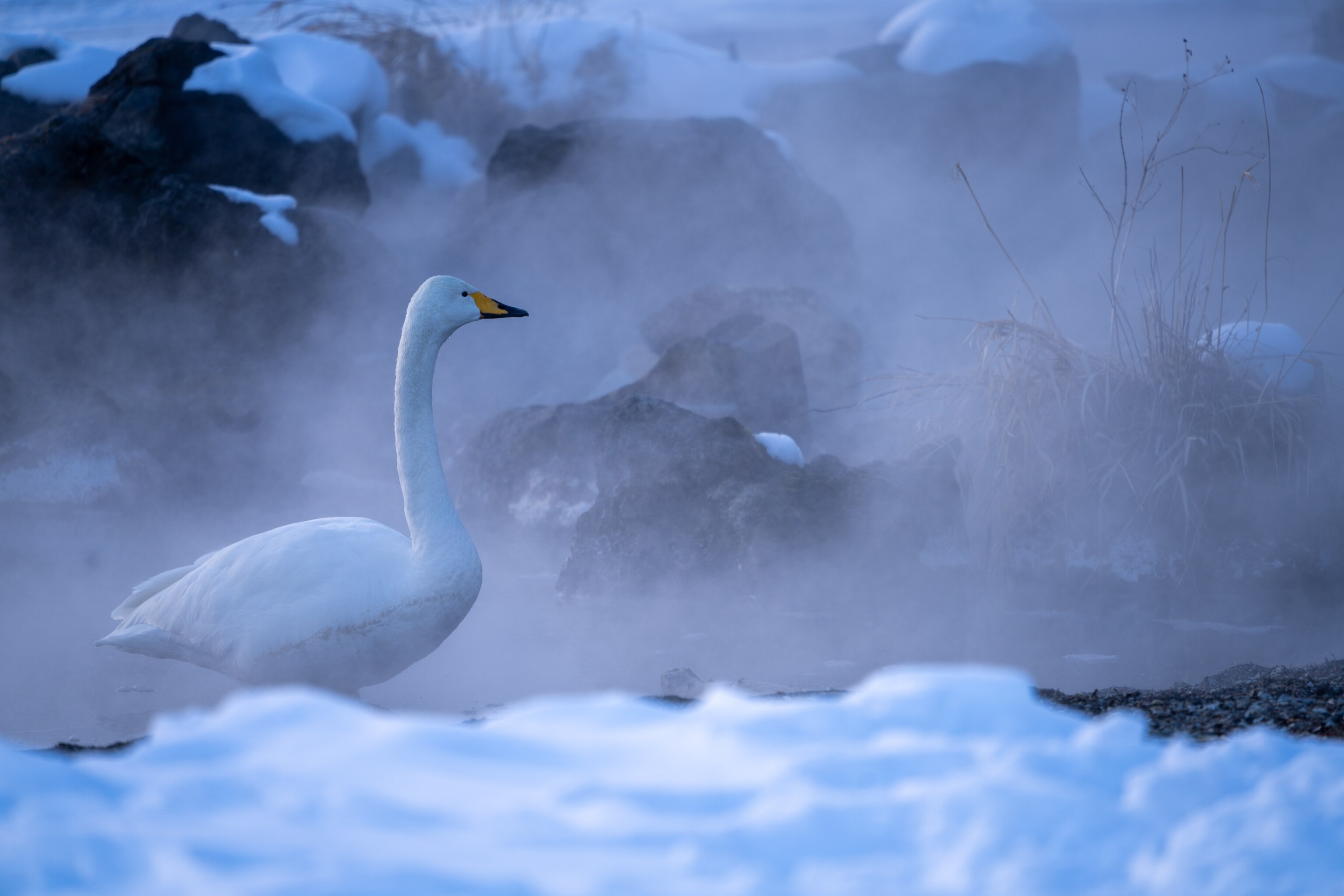 “Working the light” in Japan’s national parks