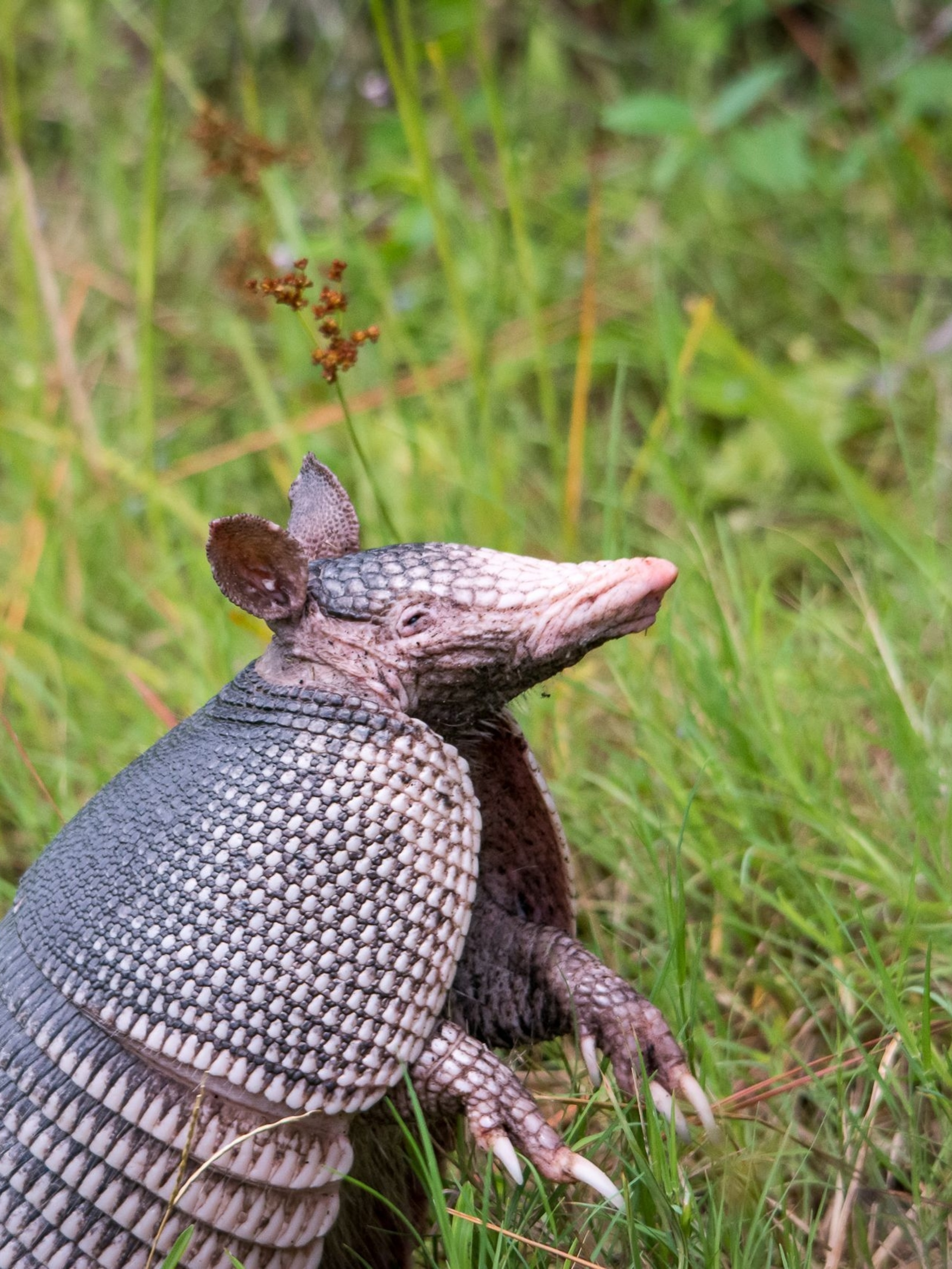 Nine Banded Armadillo