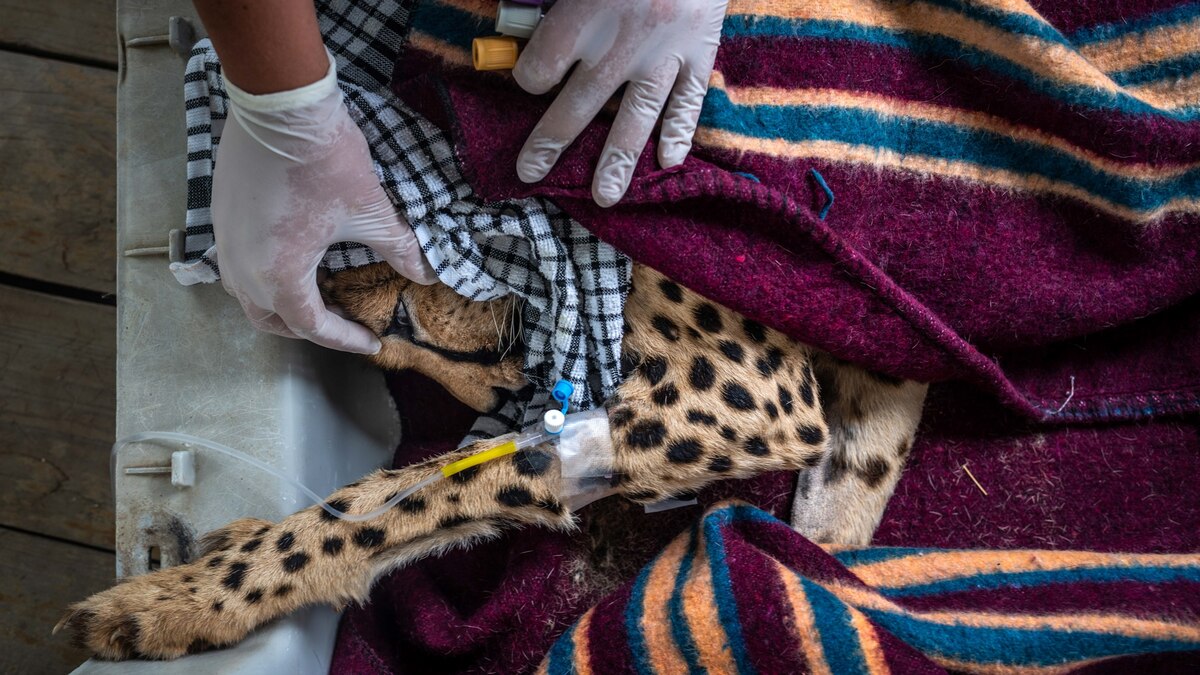 Photographing the sleepless, three-day effort to save an injured ...