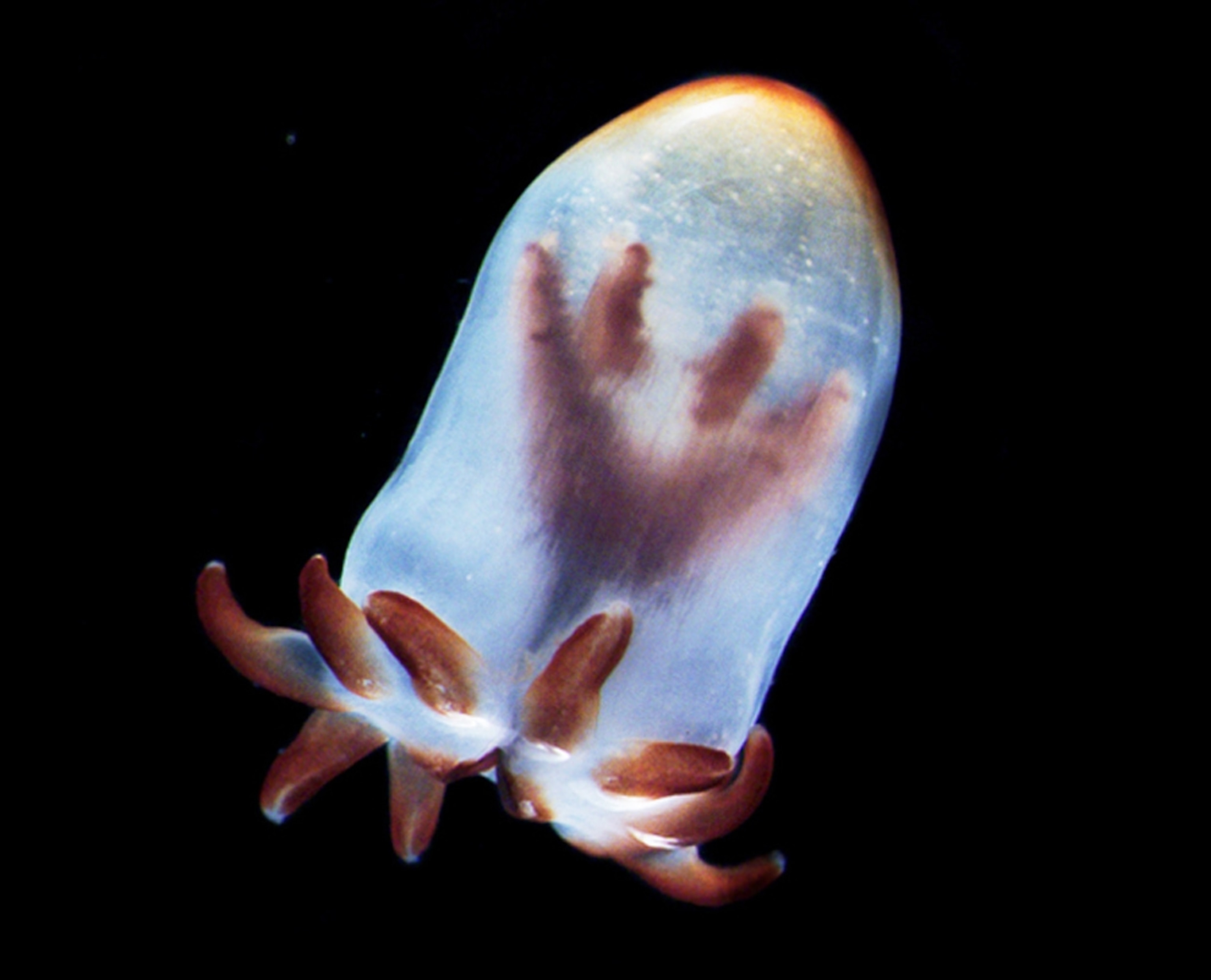 Pictures: Hard-to-See Sea Creatures Revealed