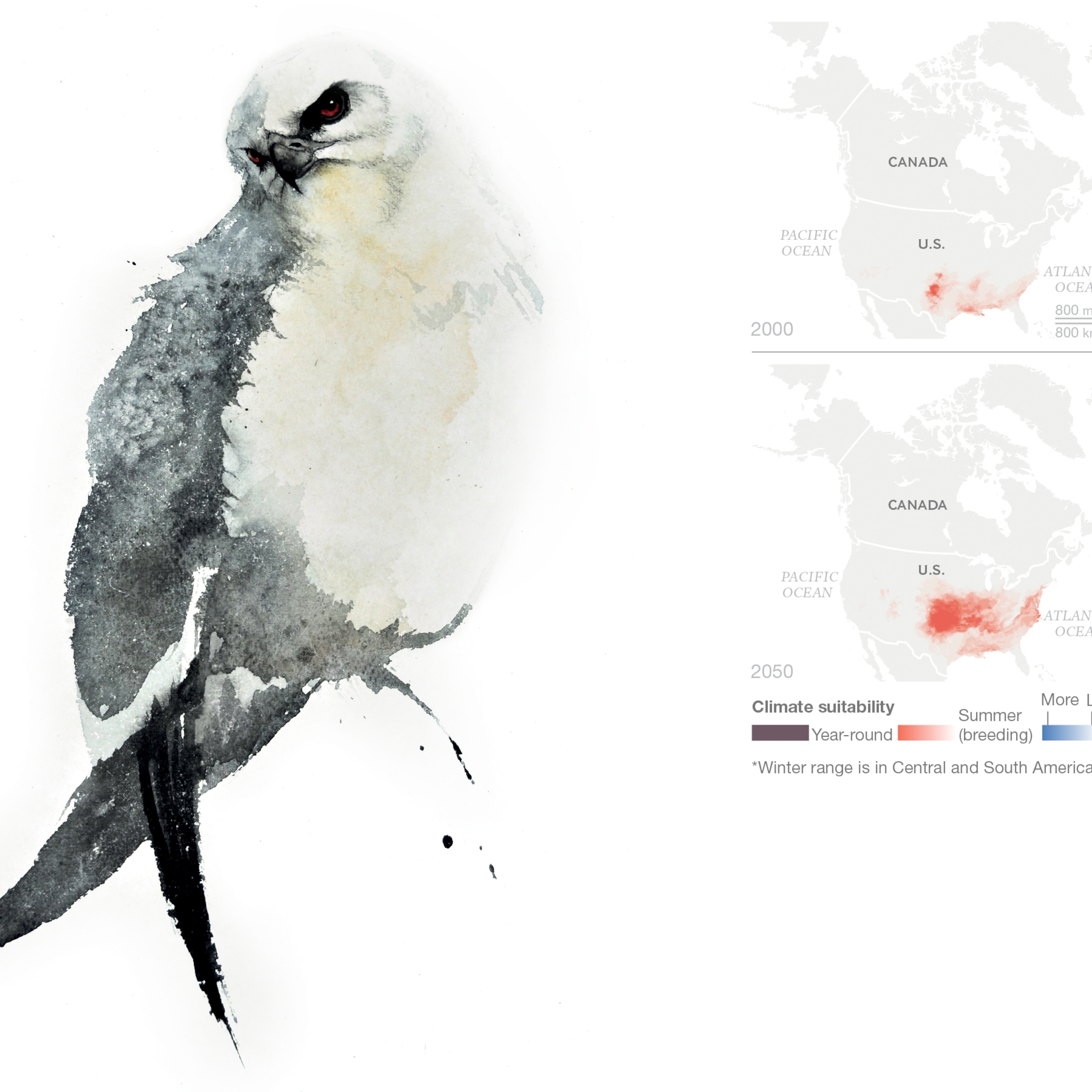 Climate Change May Put Half of North American Birds at Risk of Extinction