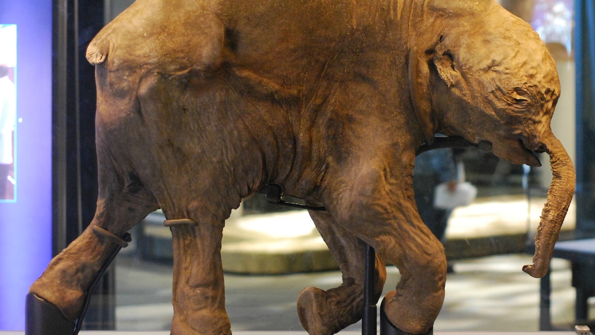 Baby Mammoths Yield Hi-Res Details for Paleontologists | National ...