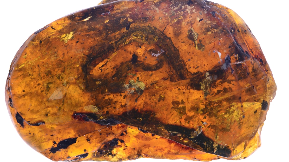 First Baby Snake From Dinosaur Era Found in Amber | National Geographic