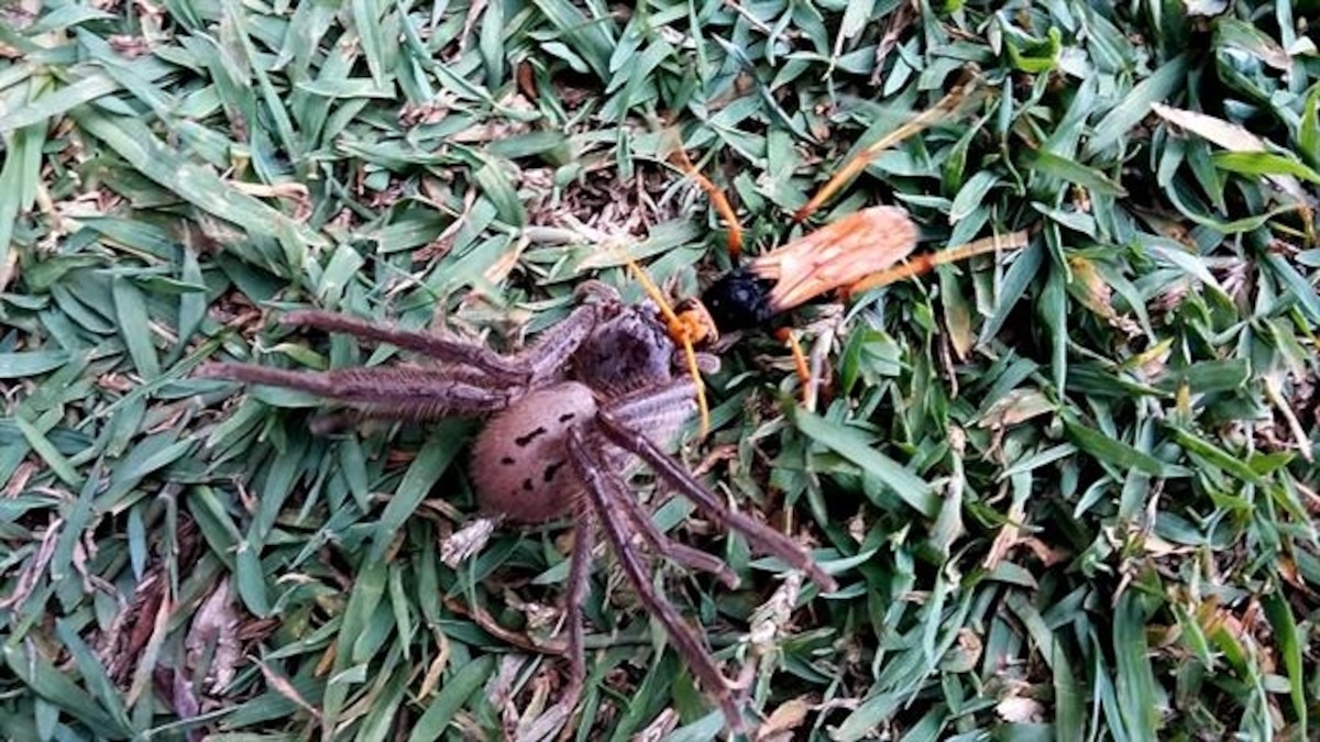 Watch: Giant Wasp vs. Giant Spider Battle Ends With a Twist