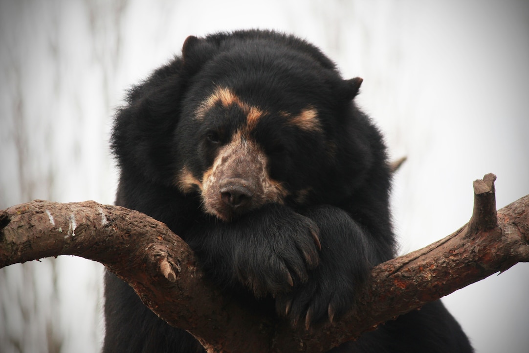 “The Spectacled Bear: Discover South America’s Fluffiest Treasure on ...