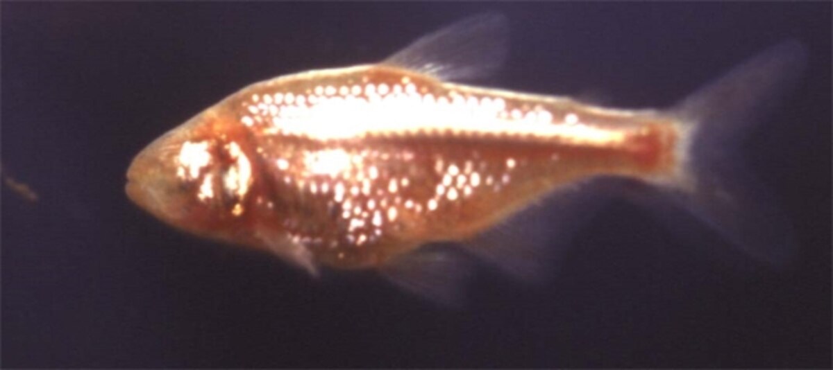 Cross-breeding restores sight to blind cavefish