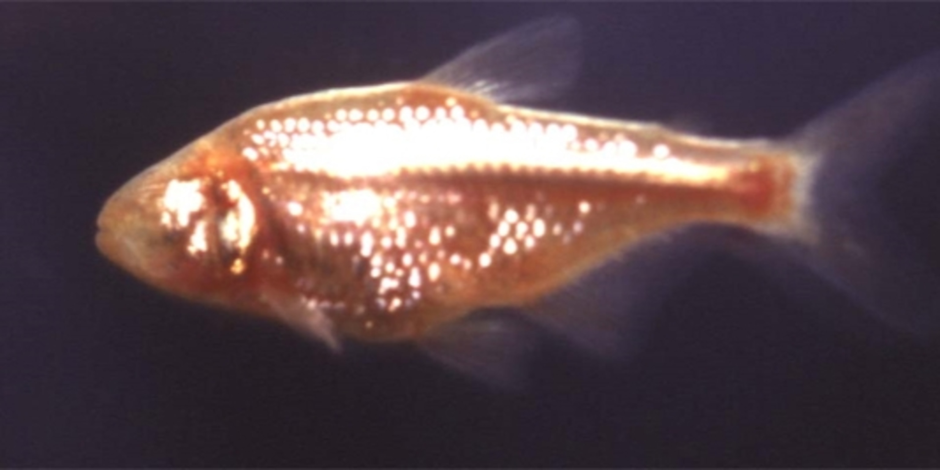 Cross-breeding restores sight to blind cavefish