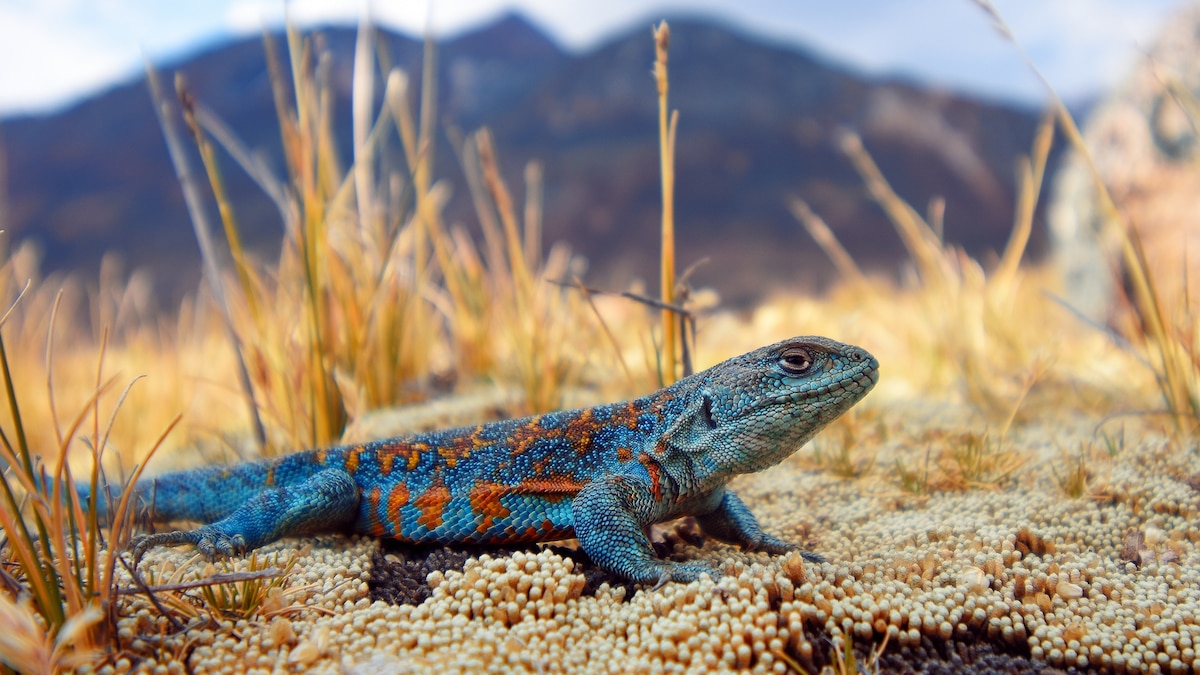 They rely on this lizard to heal their pain. Now it’s endangered ...