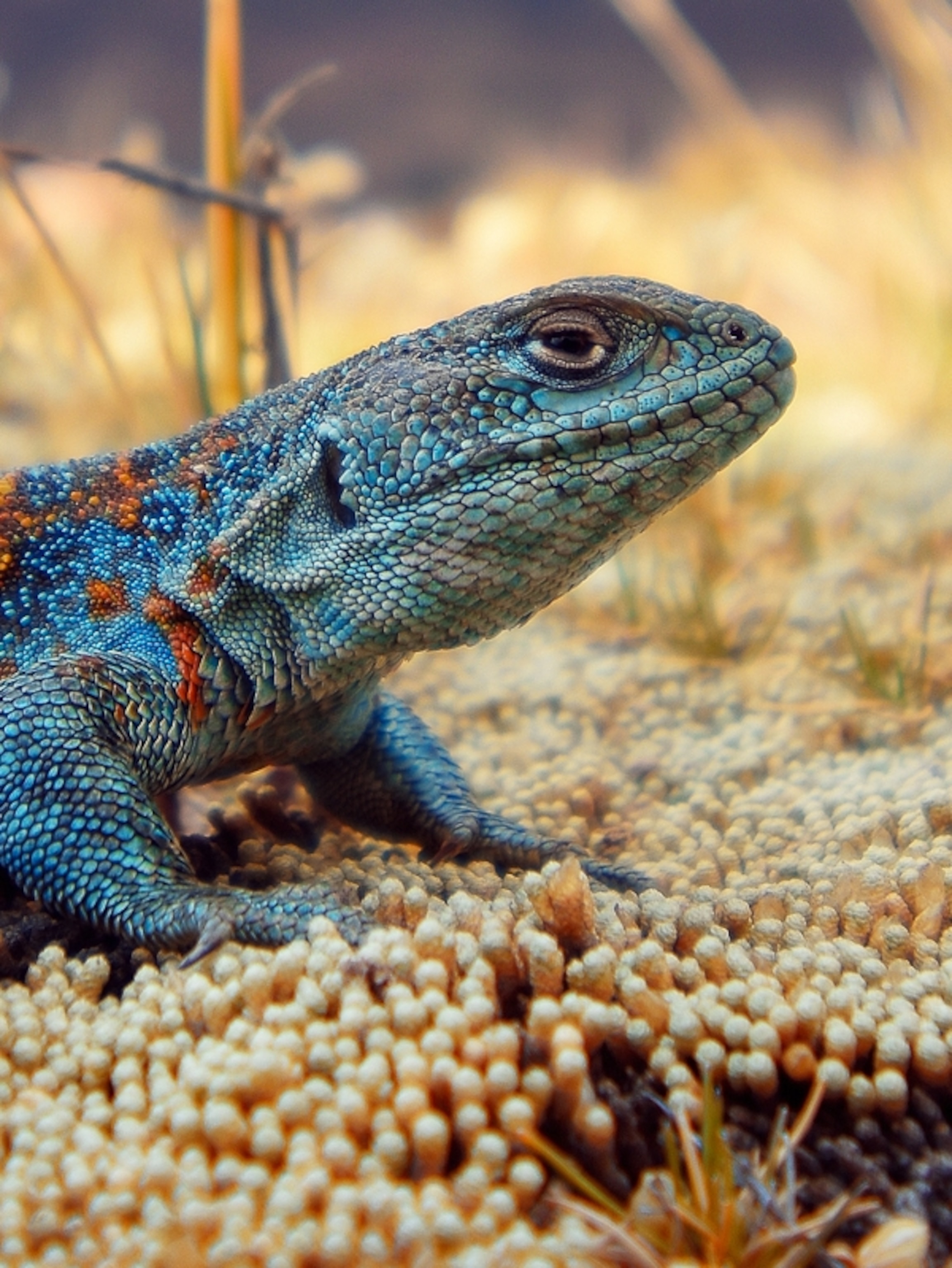 The 100 Tv Show Animals