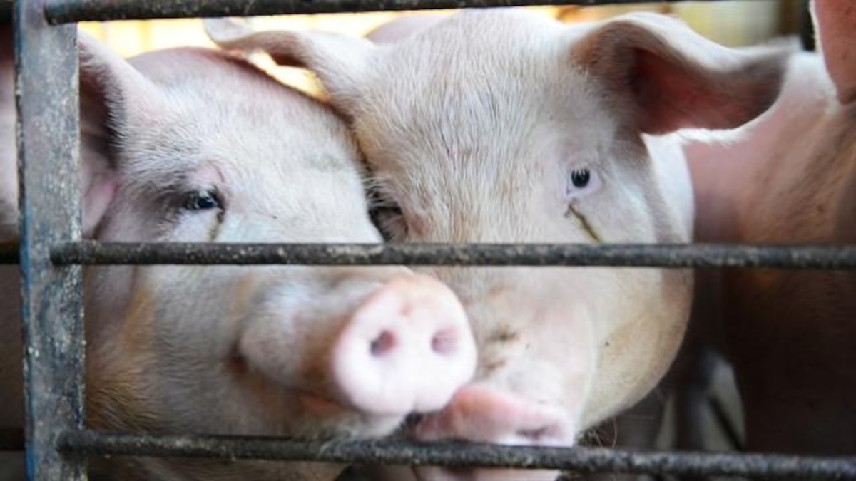 What to Do About Pig Poop? North Carolina Fights a Rising Tide ...