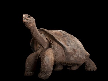 Galápagos tortoises, facts and photos