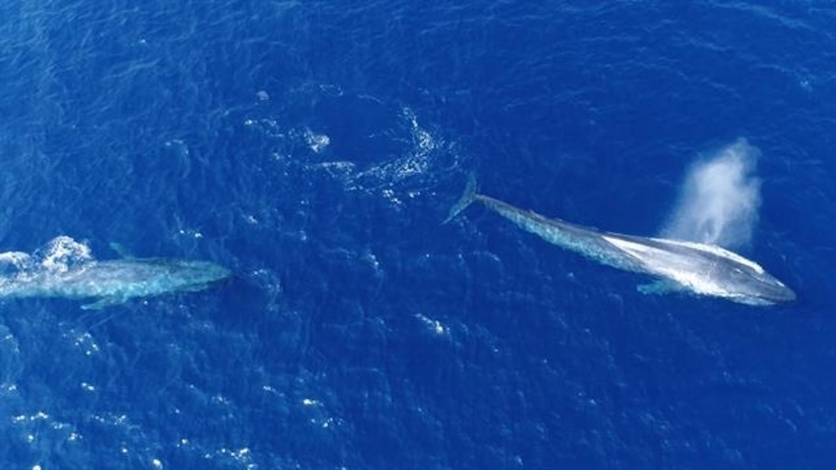 Mysterious Blue Whale Behavior Likely Filmed for First Time | National ...