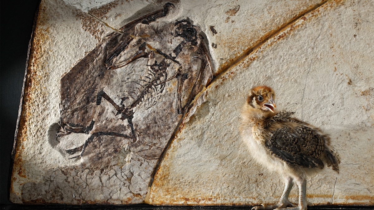 Feathered Fossils Give Scaly Dinosaurs a Makeover | National Geographic