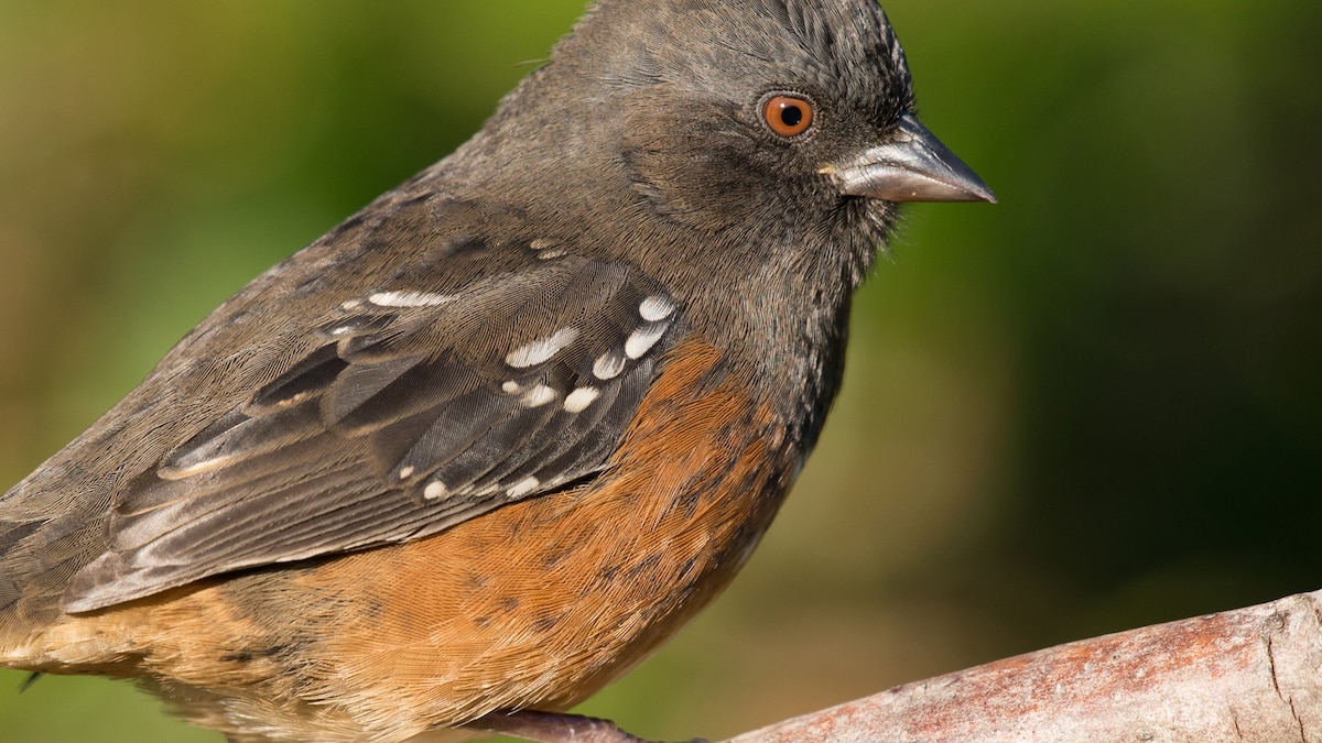 Spotted Towhee | National Geographic | National Geographic