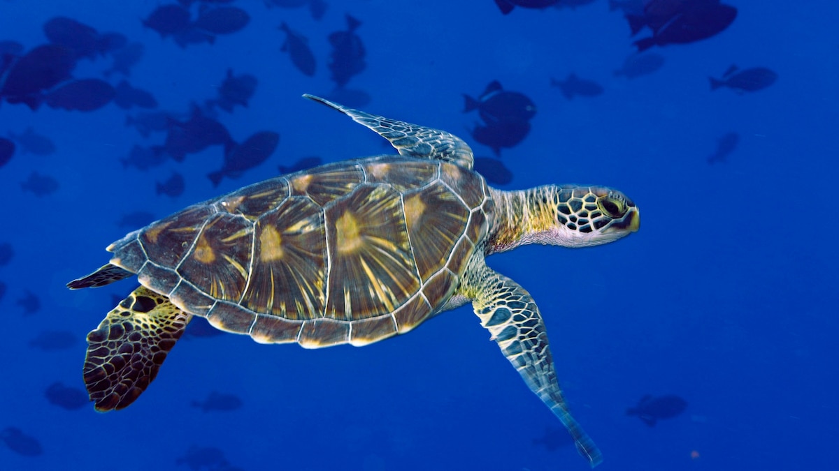 The UN Starts a Conservation Treaty for the High Seas | National Geographic