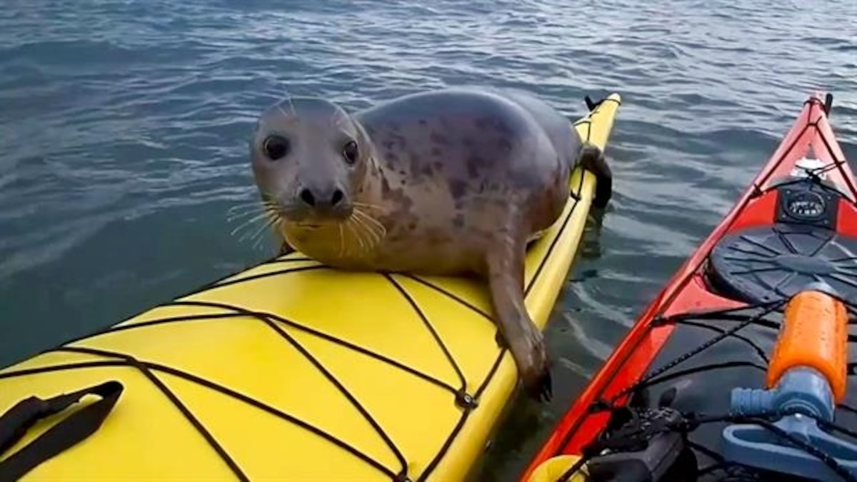 What to Do When a Wild Seal Hops On Your Kayak | National Geographic