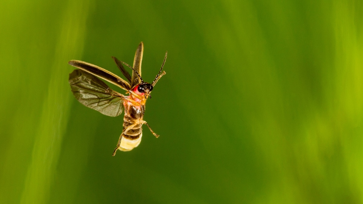 These national parks have some beautiful bugs—see for yourself ...