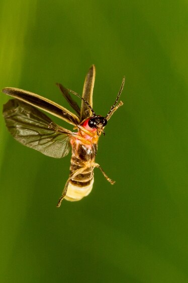 These national parks have some beautiful bugs—see for yourself