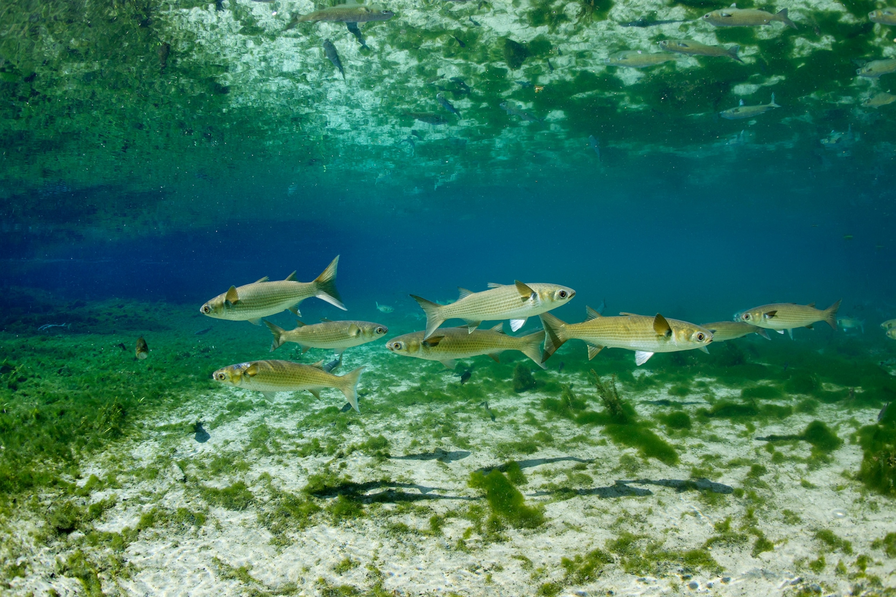 Why oysters close on the full moon—and more odd lunar effects on animals