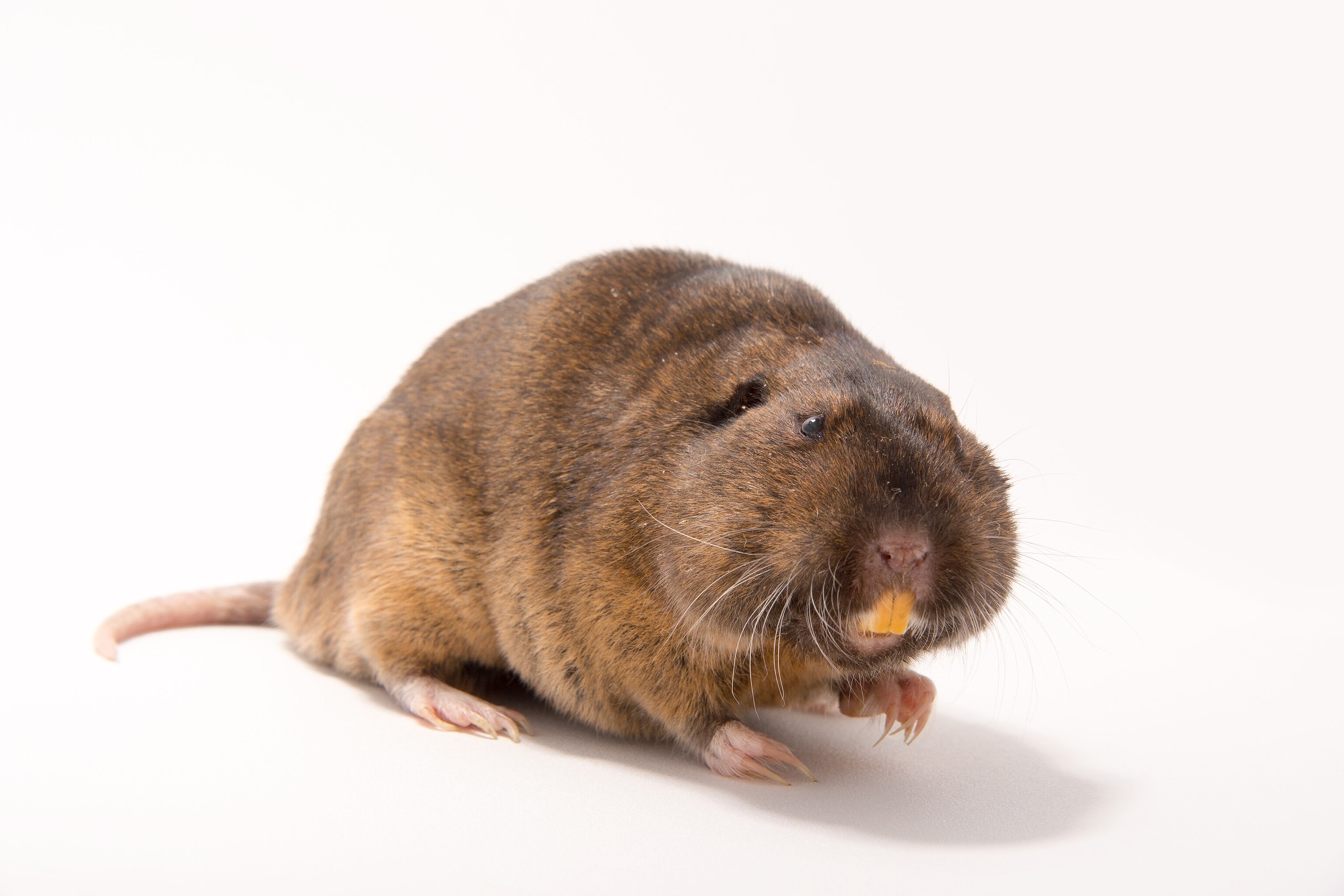 How chipmunks and other animals stuff their cheeks so full