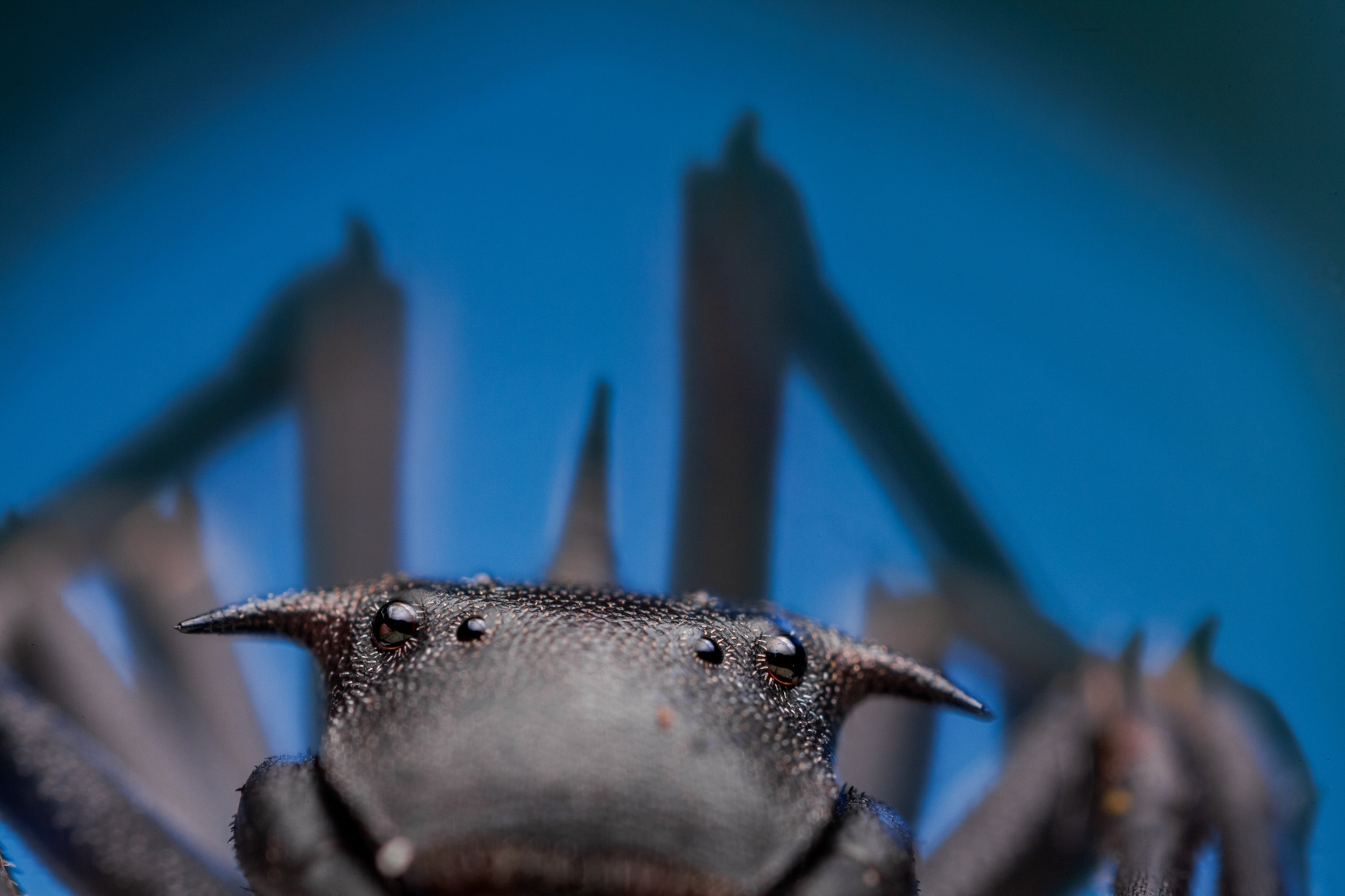 A mesmerizing look at nature's eight-legged wonders