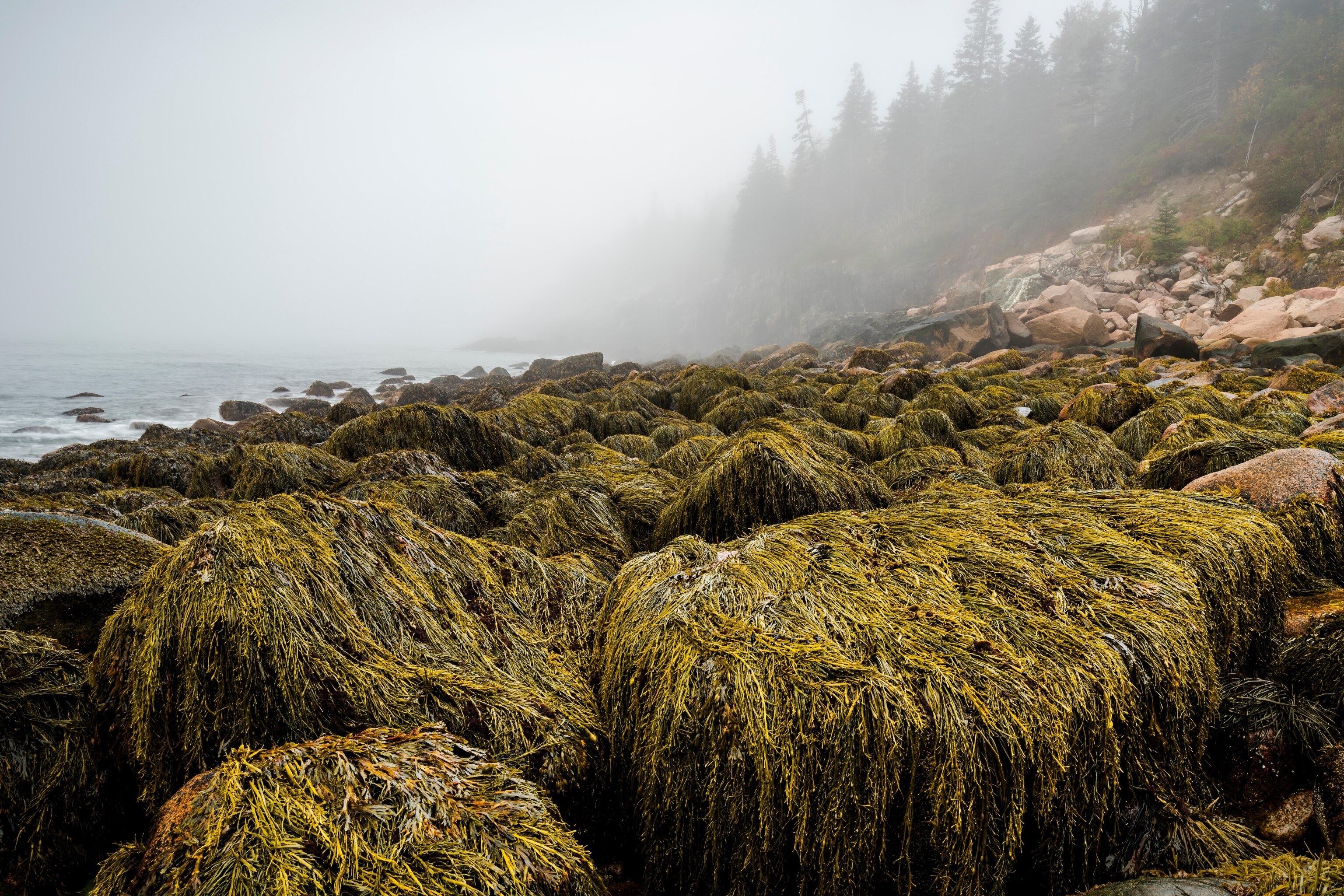 Here’s why scientists are studying Maine’s coastline